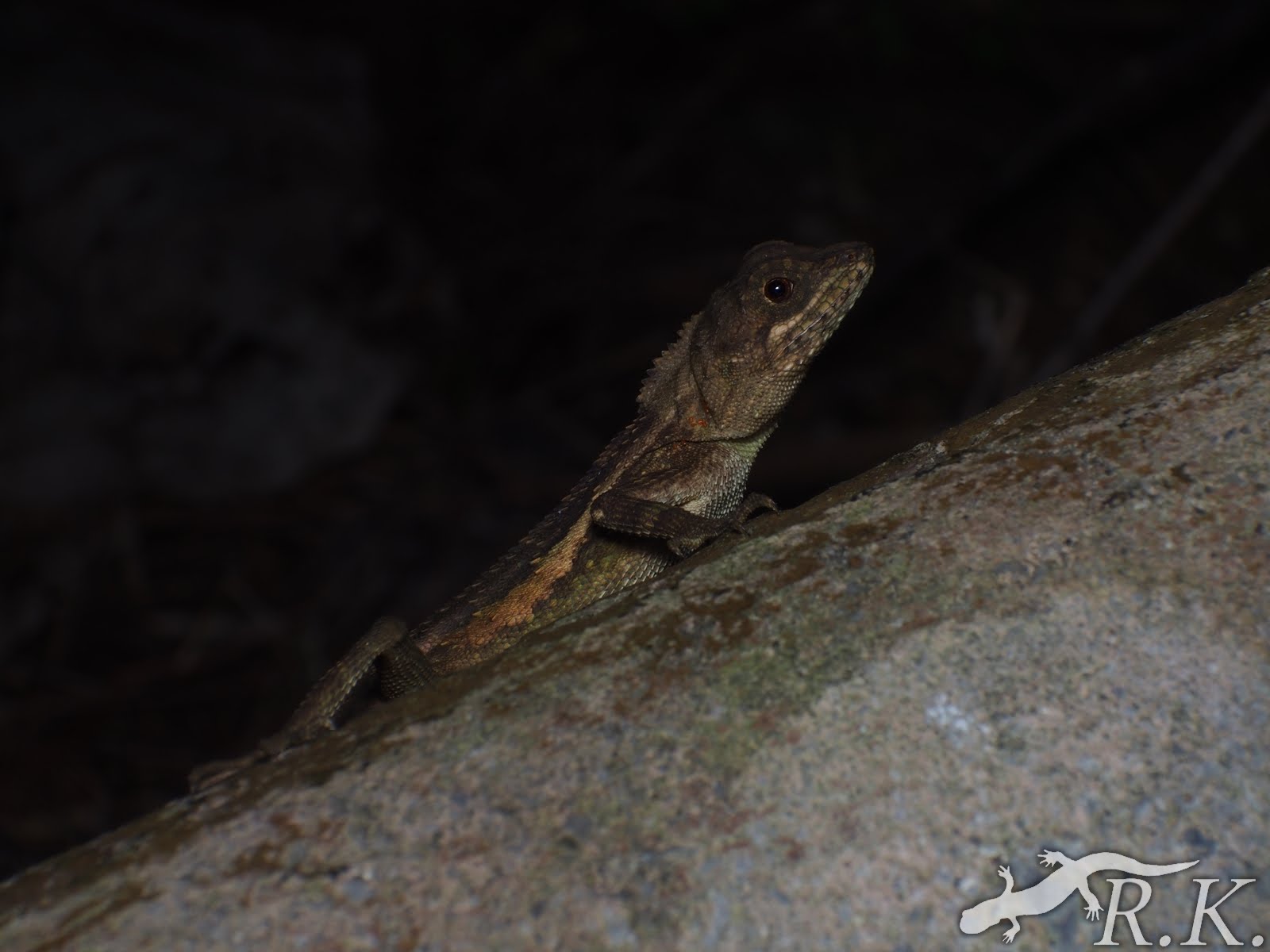 小さな隣人たちの世界: サキシマキノボリトカゲ Diploderma polygonatum ishigakiense (Van ...