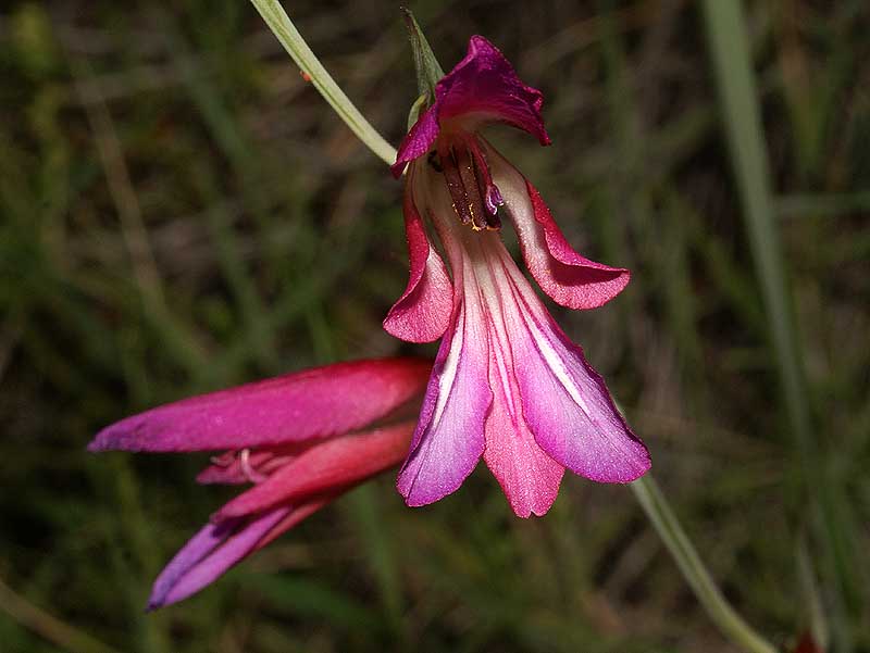 Flora Attica: Gladiolus illyricus Γλαδίολος ο ιλλυρικός