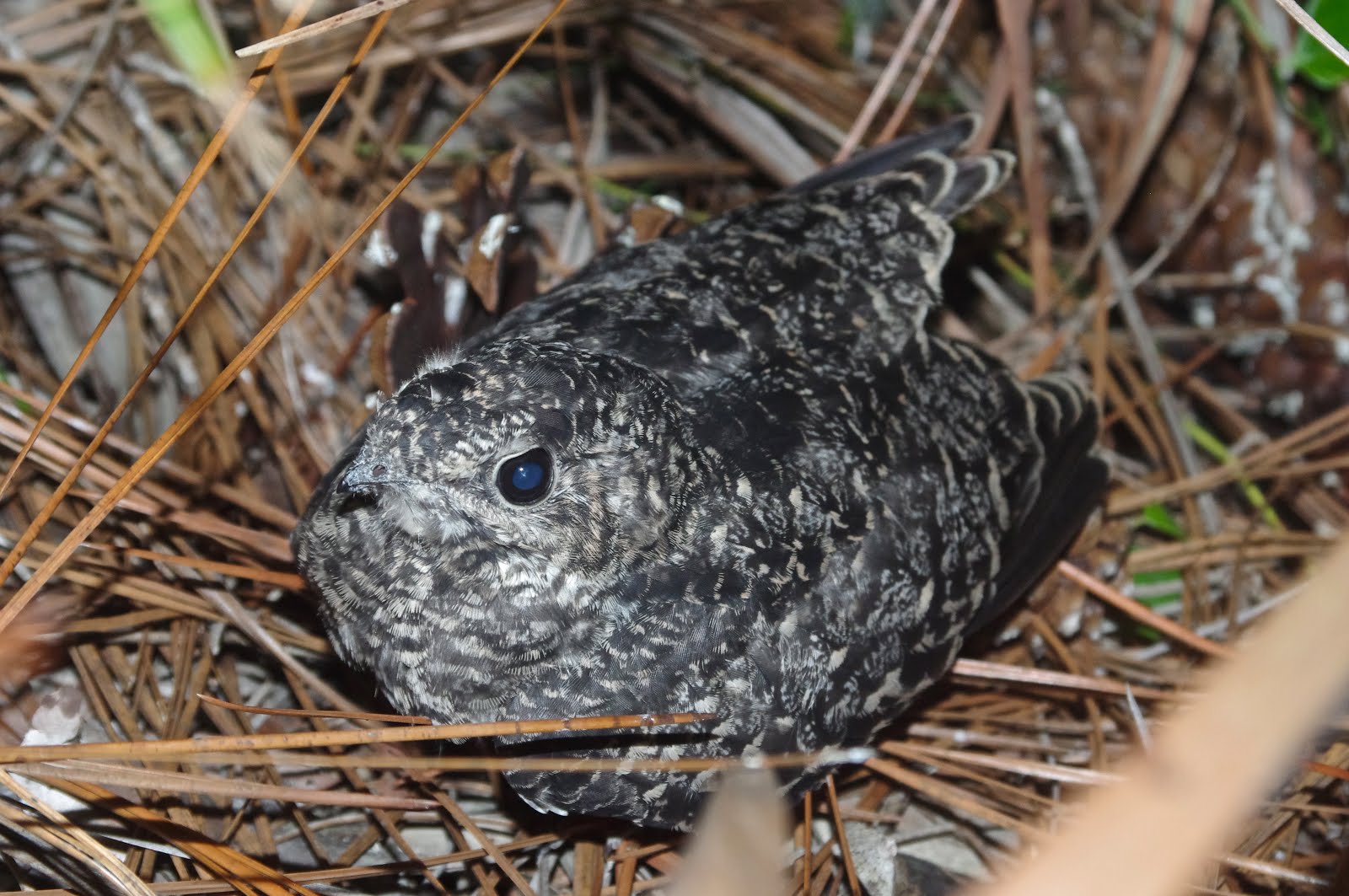 onward, westward: Nesting nocturnal birds