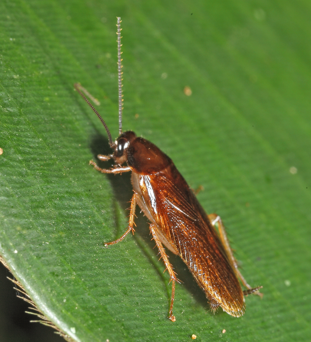 BunyipCo: November 2016