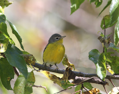 On the Wing: Rare Birds and Fall Migration on Virginia's Eastern Shore