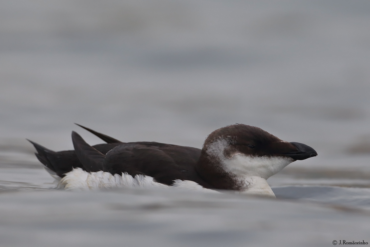 Pescador de aves: Torda mergulheira