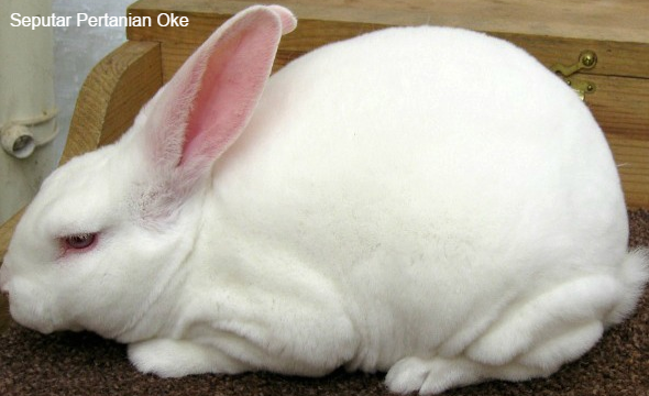 Mengenal Hewan Peliharaan Lucu Kelinci Rex dan Gambarnya - REFERENSI ...