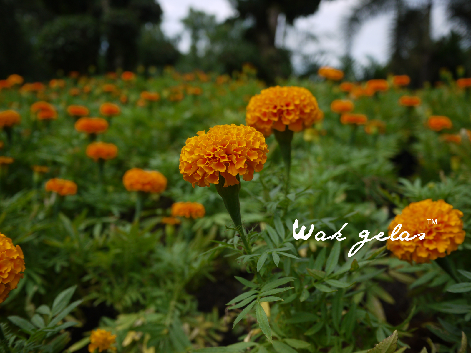 Wak Gelas™: BUNGA TAIK AYAM JEEEER