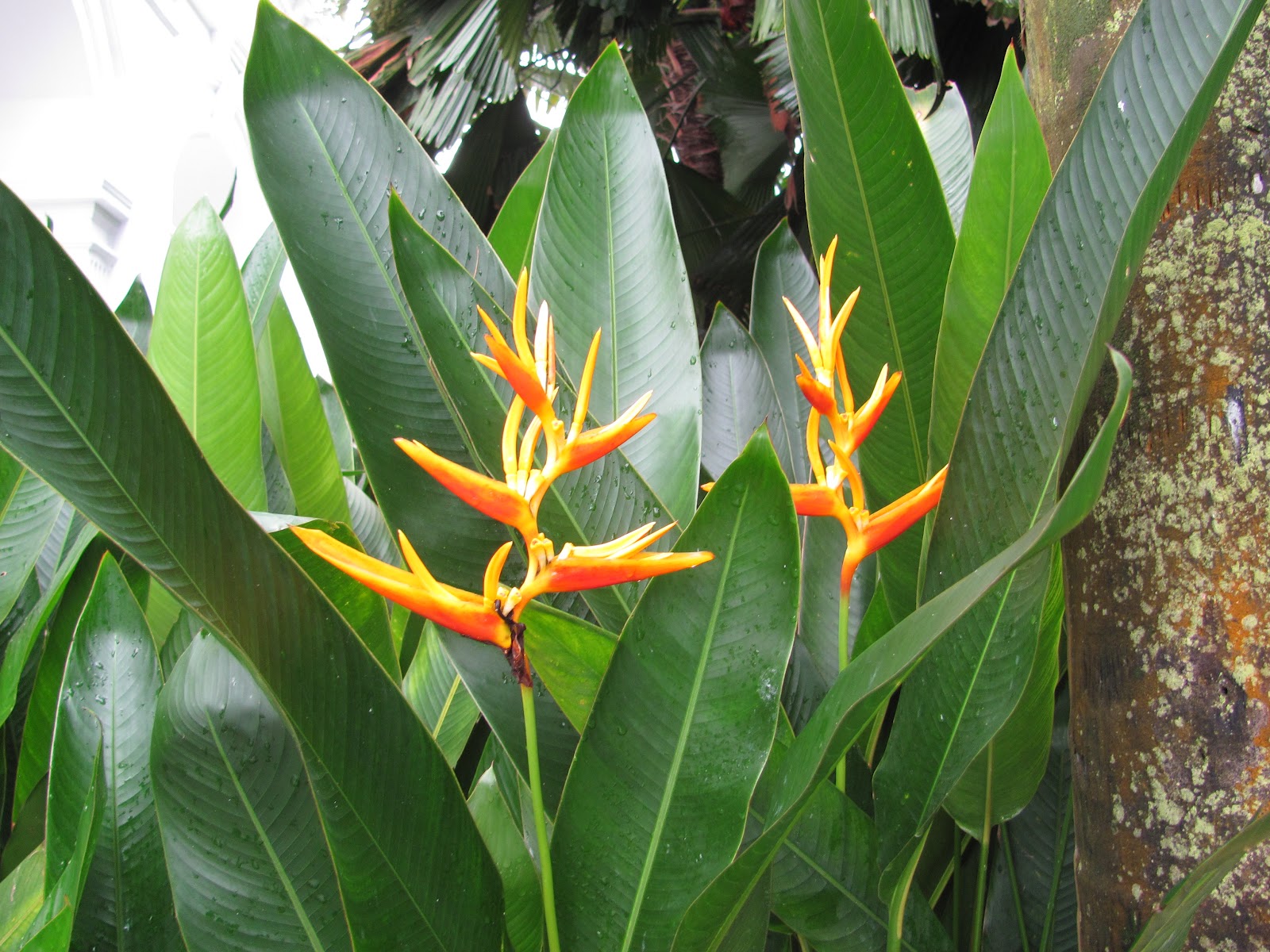 We Love to Travel!: Singapore Botanical Garden