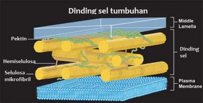 STUDY BIOLOGY: PERBEDAAN SEL HEWAN DAN SEL TUMBUHAN