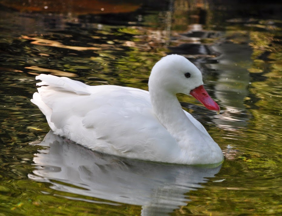 ZOOTOGRAFIANDO (6.100 ANIMALS): CISNE COSCOROBA / COSCOROBA SWAN ...