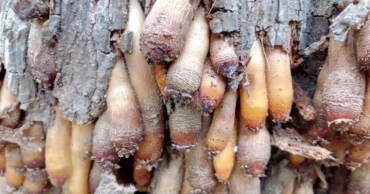 TYPES OF ROOTS IN COCONUT - Agriculture2u.com by Subhrajyoti's Horticulture