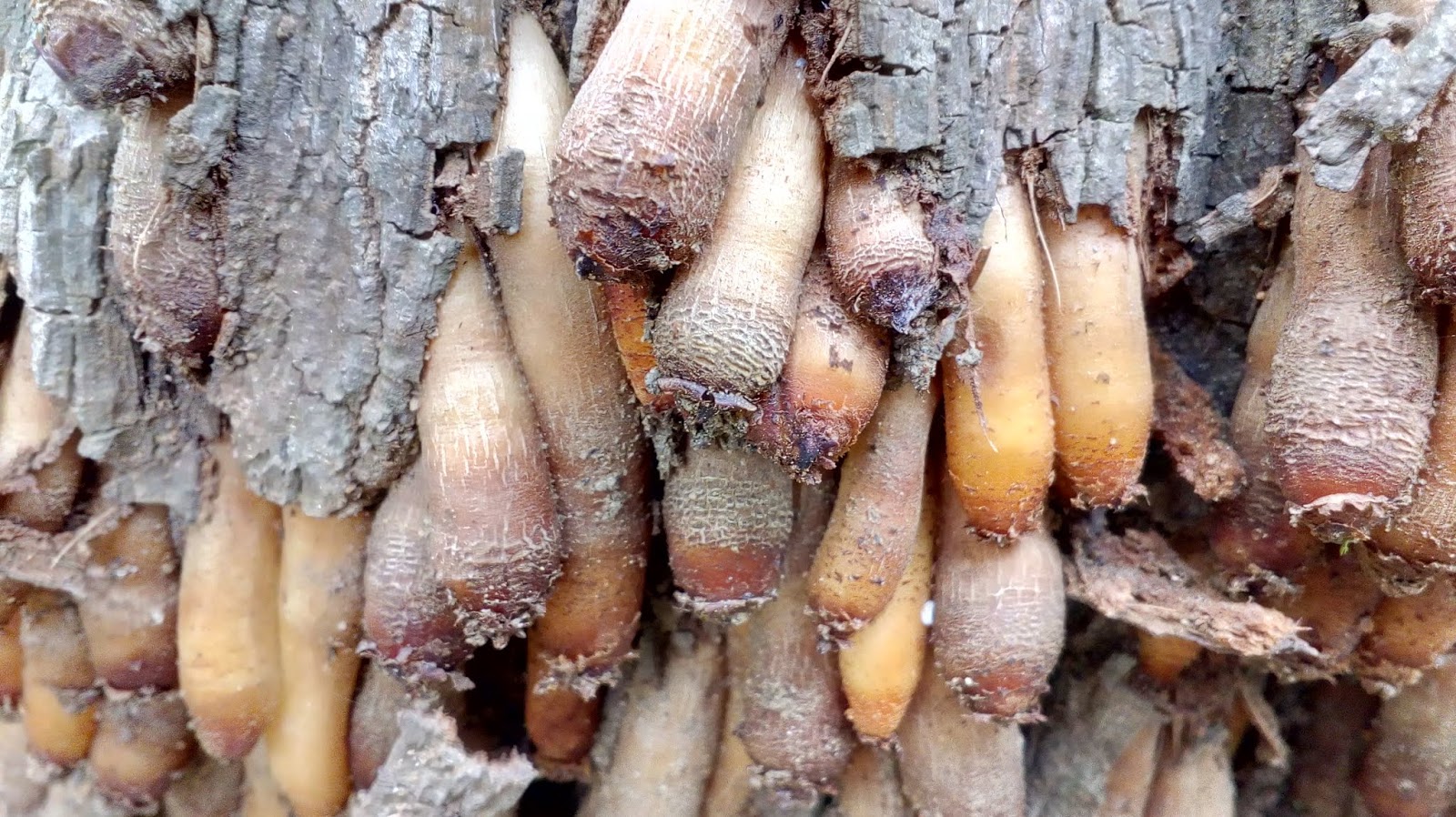 TYPES OF ROOTS IN COCONUT