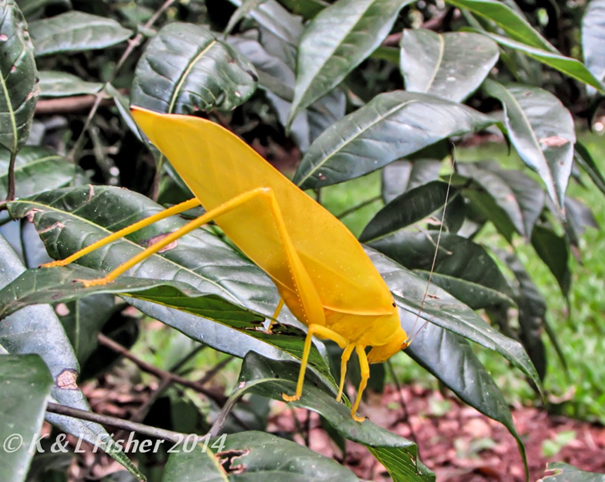 BunyipCo: April 2014