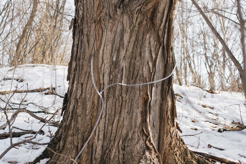 My Green Bay Blog: Maple Sugaring (How Maple Syrup is Born)