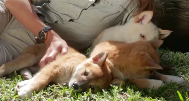 White Wolf : Wildlife center takes care of orphaned dingo puppies also ...