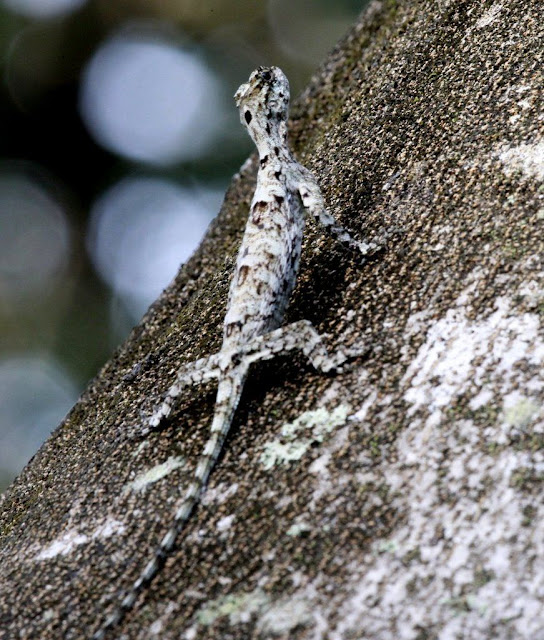 Real Monstrosities: Flying Dragon