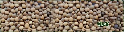 GUAR GUM CULTIVATION IN INDIA: VARIETIES OF GUAR SEED