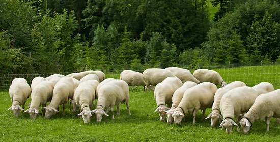 IMPORT ANIMALE REP.MOLDOVA SI ALTE OFERTE: OI DE LAPTE