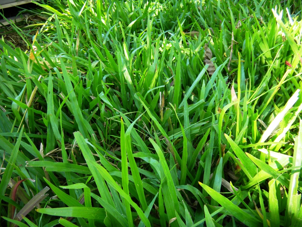 TobyFarm Pet Farm Tips and Care: Long overdue article about ‘Fresh ...