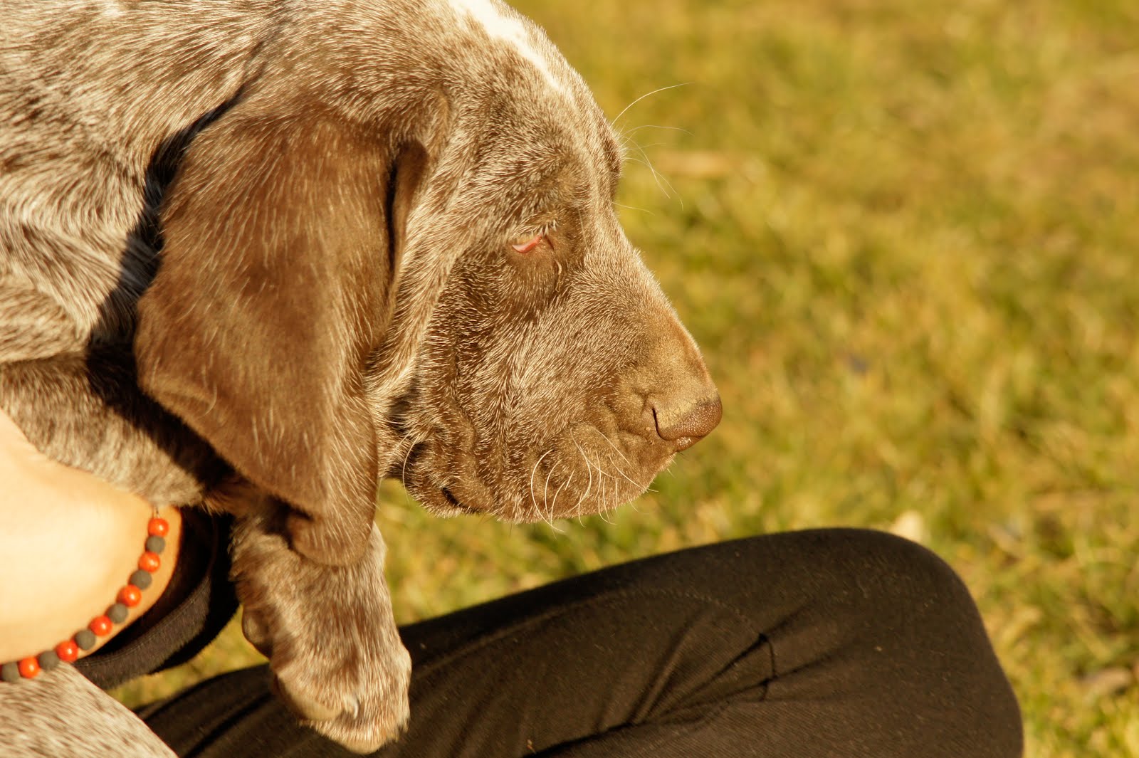 -Perdigueros de Burgos Novella Alta- : cachorros Perdiguero de Burgos ...