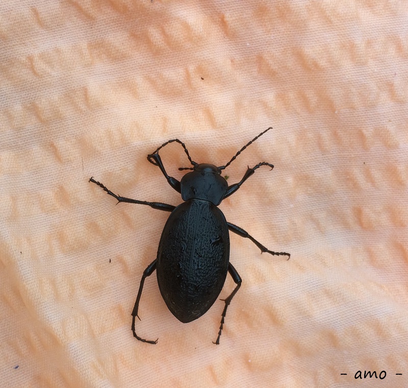 amo sin blogg: Tordivel