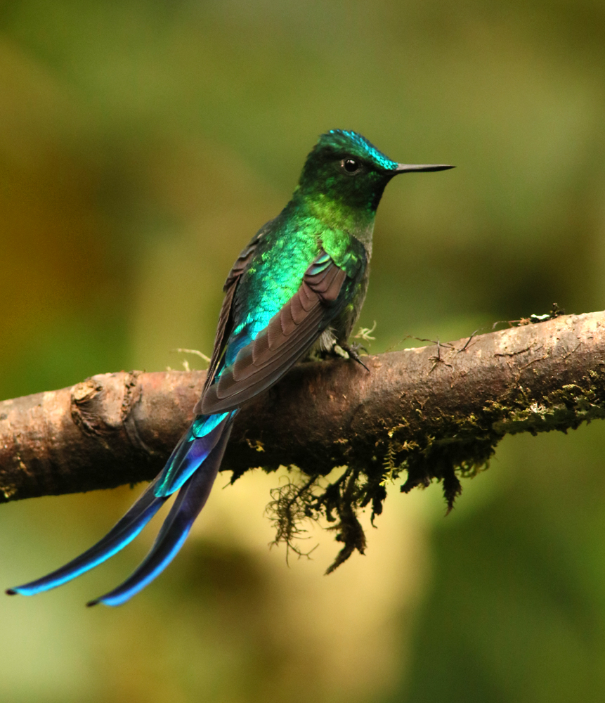 Birding Berrien and Beyond: East slope hummingbirds