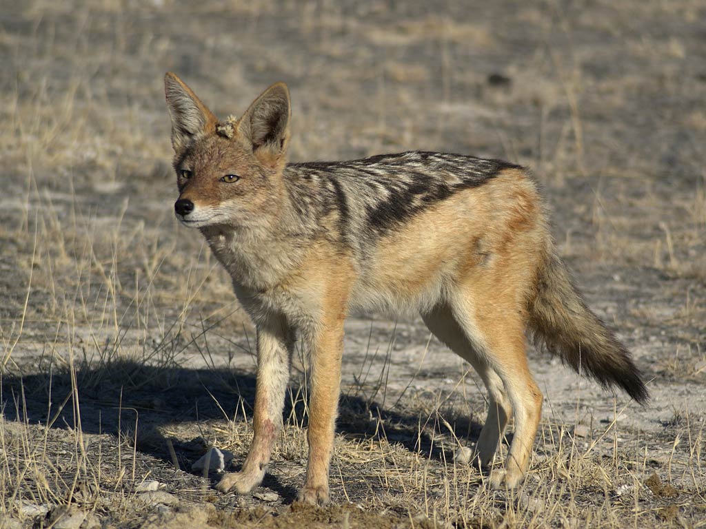 All About Animal Wildlife: Jackal HD Wallpapers 2012