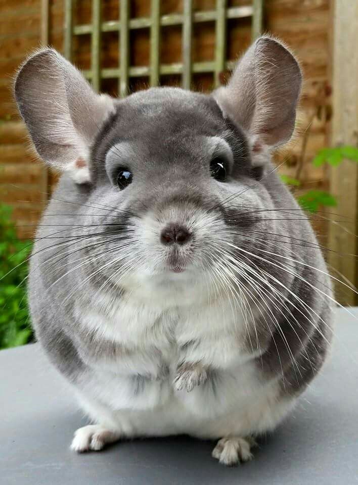 ANPP Animales y Plantas de Perú: Chinchilla - Chinchilla chinchilla