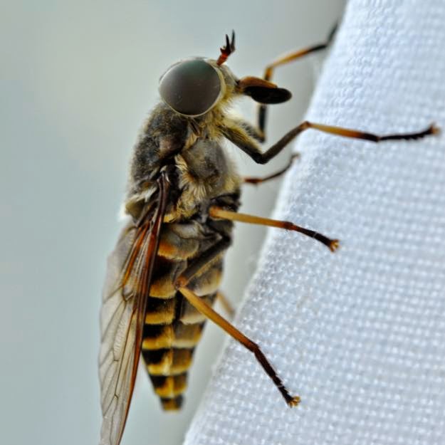 elf2mani: taon-temps