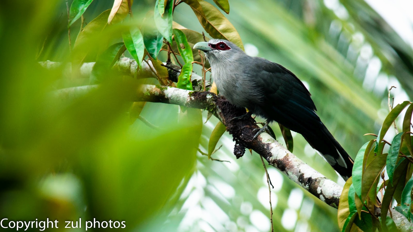 Zul Ya - Birds of Peninsular Malaysia: Green Billed Malkoha - Hometown SS