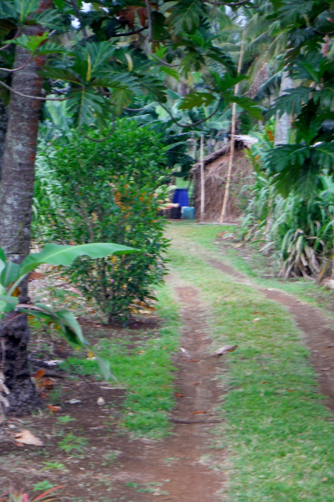 Testimonies from Tonga: TONGAN HOUSES