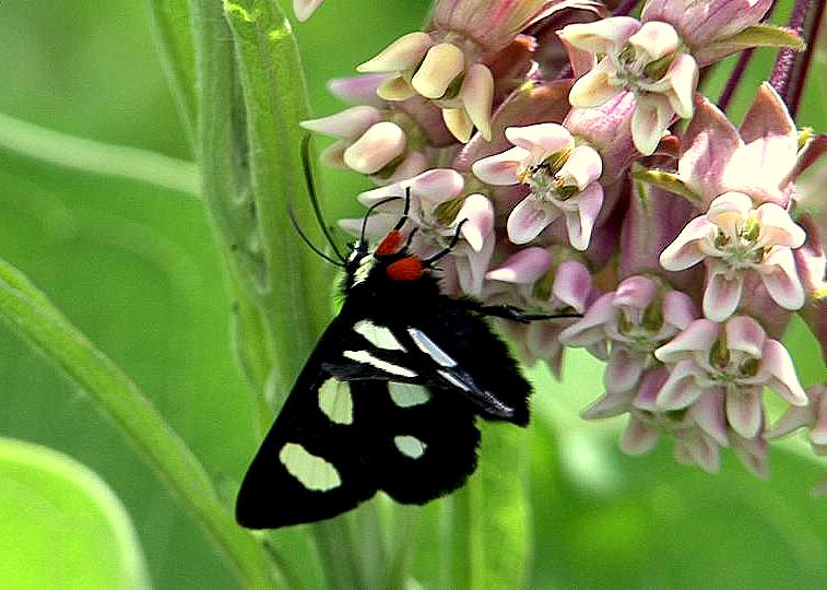 Tales From The Wilds: Incredible Edible Milkweed