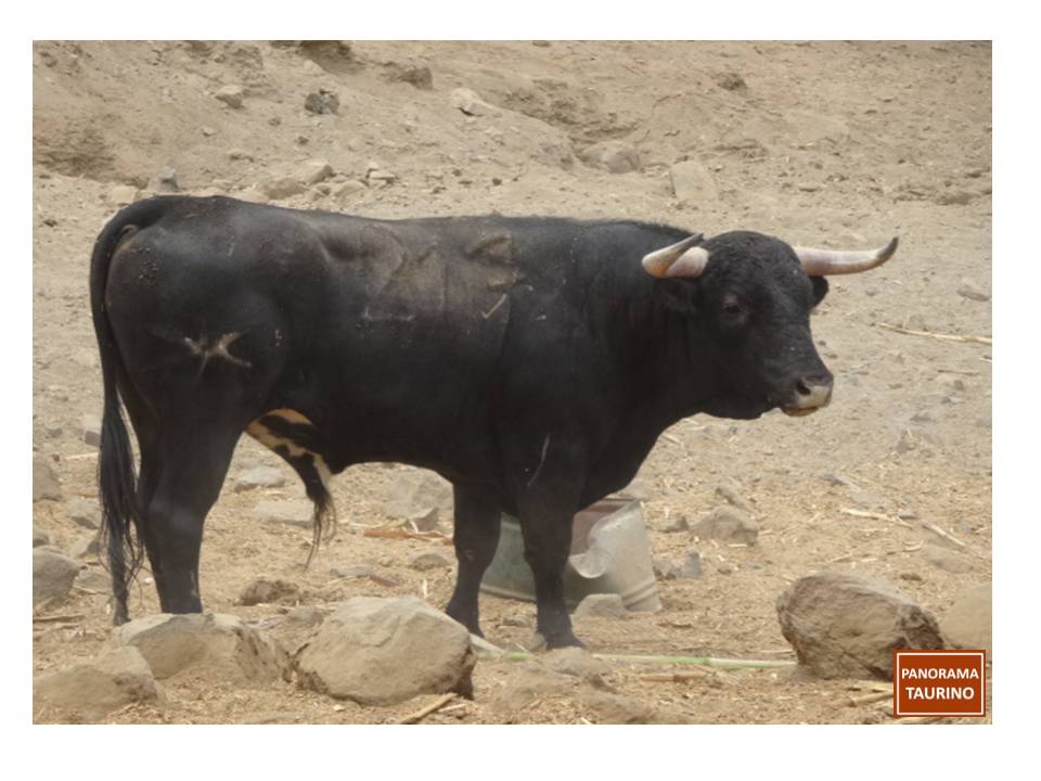 PANORAMA TAURINO DEL PERÚ: TOROS A LIDIAR EN LA CIUDAD DECANTA EL 10 DE ...