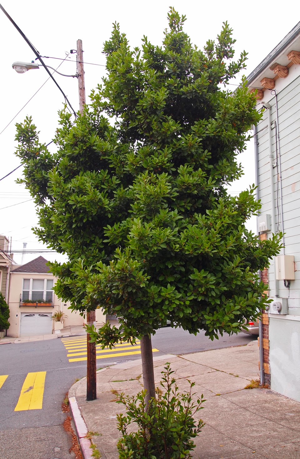 Louro / Loureiro / Laurus nobilis