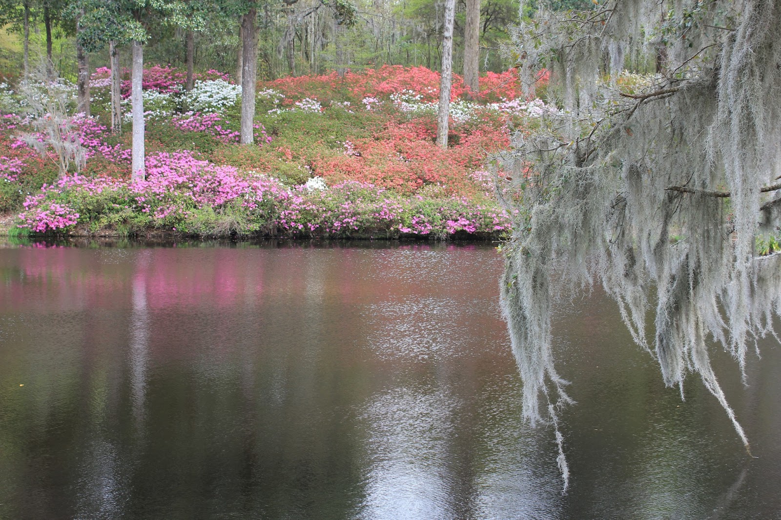 Where's Trevor: Gardens of Middleton Place - Charleston, South Carolina