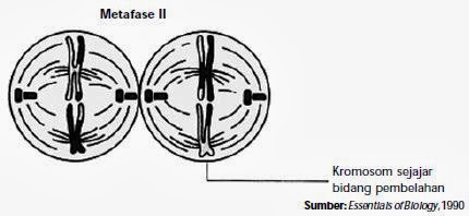 Penjelasan Tentang Pembelahan Meiosis | Biologi Indonesia