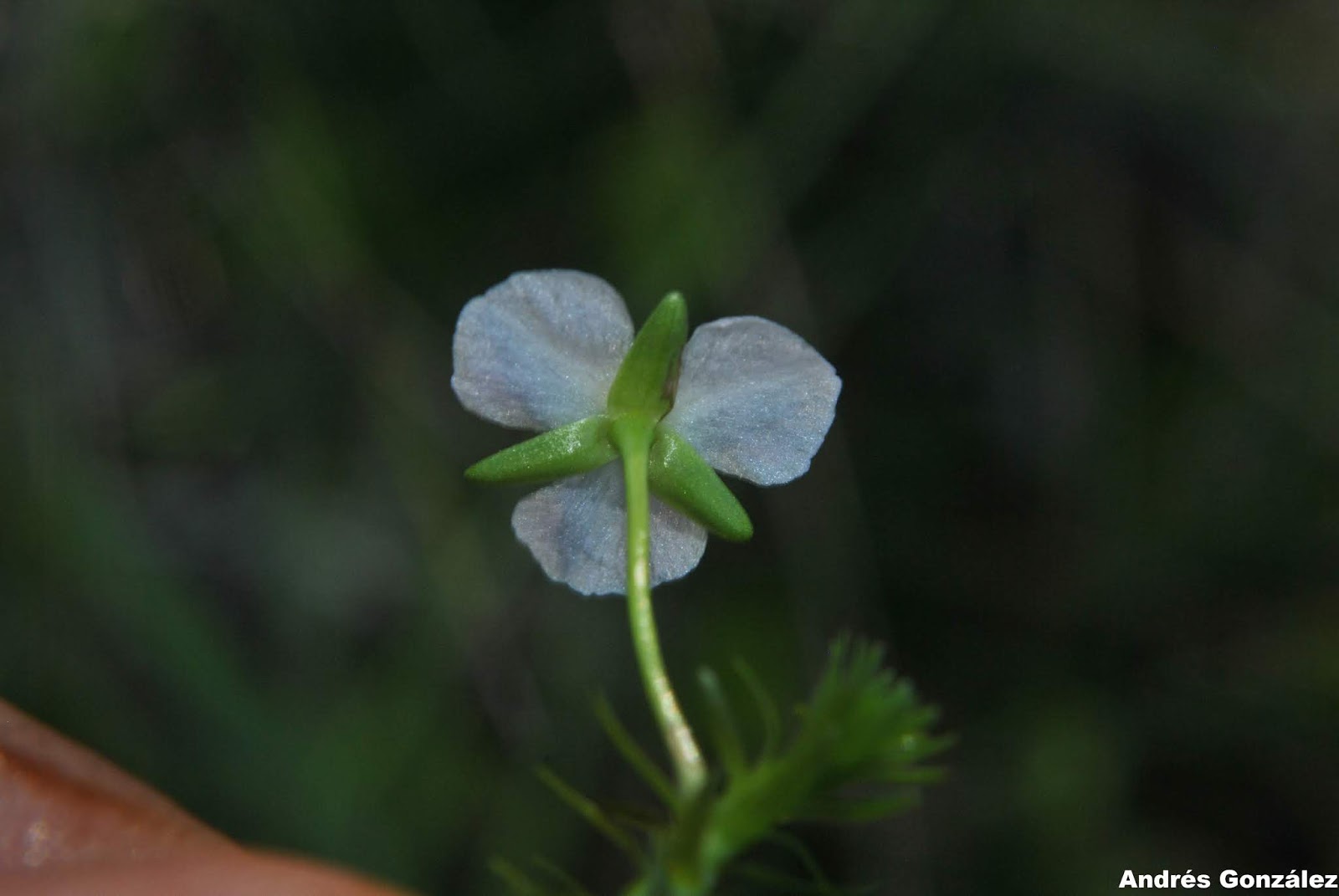 FOTOS DE FLORA NATIVA Y ADVENTICIAS DE URUGUAY : Mayaca sellowiana ...