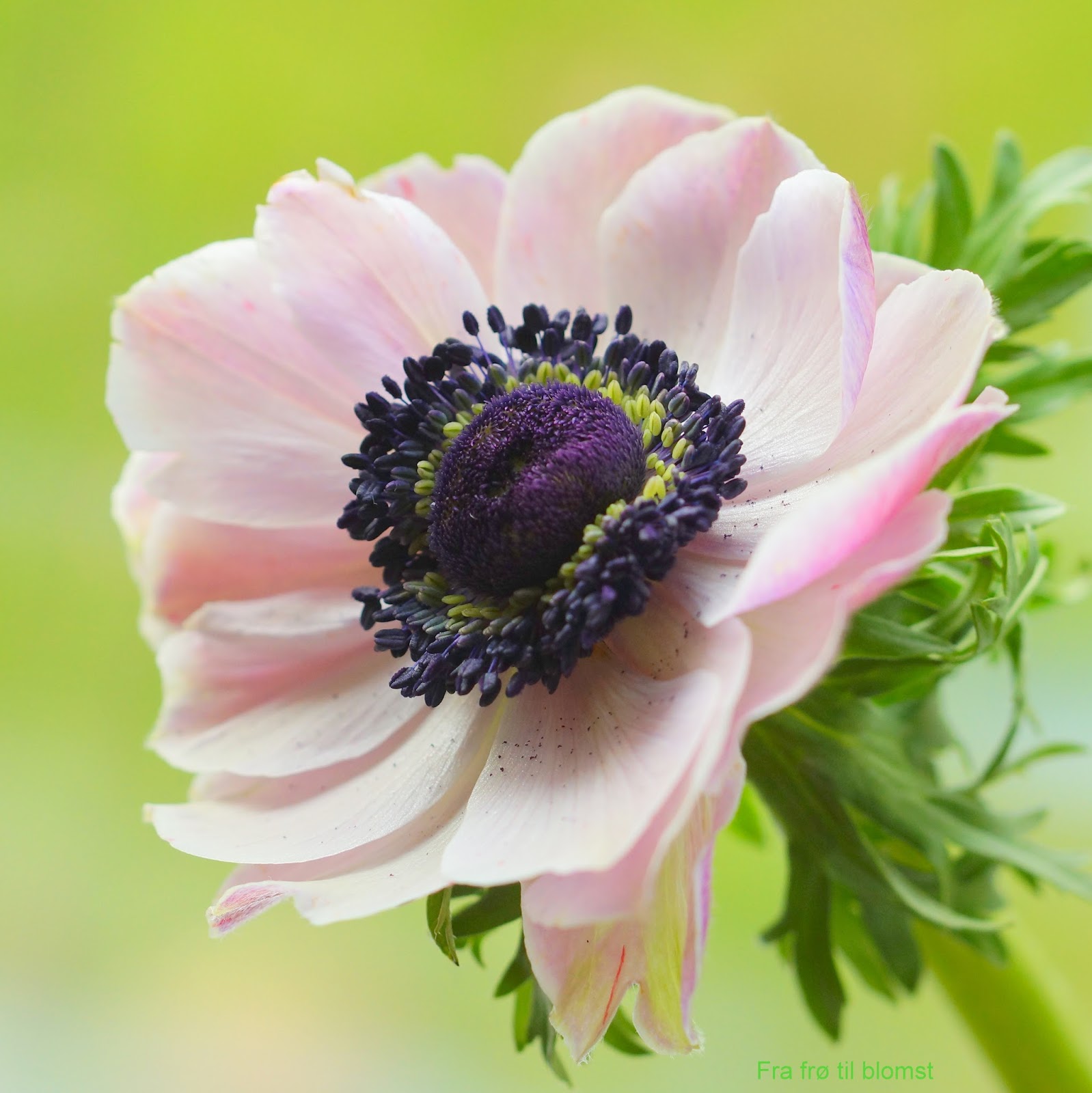 Fra frø til blomst: Franske anemoner og lidt foto tricks