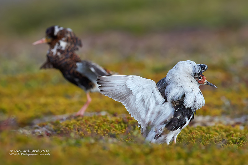 Wildlife Photographic Journals: Beyond 66.5 Degrees North - Day 5 ...