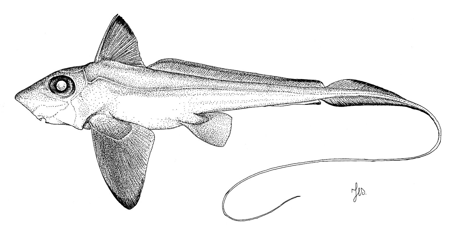BIOFLAGRANTES*: PEIXE QUIMERA