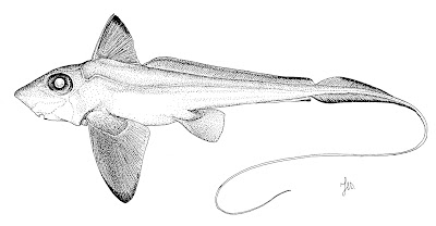 BIOFLAGRANTES*: PEIXE QUIMERA