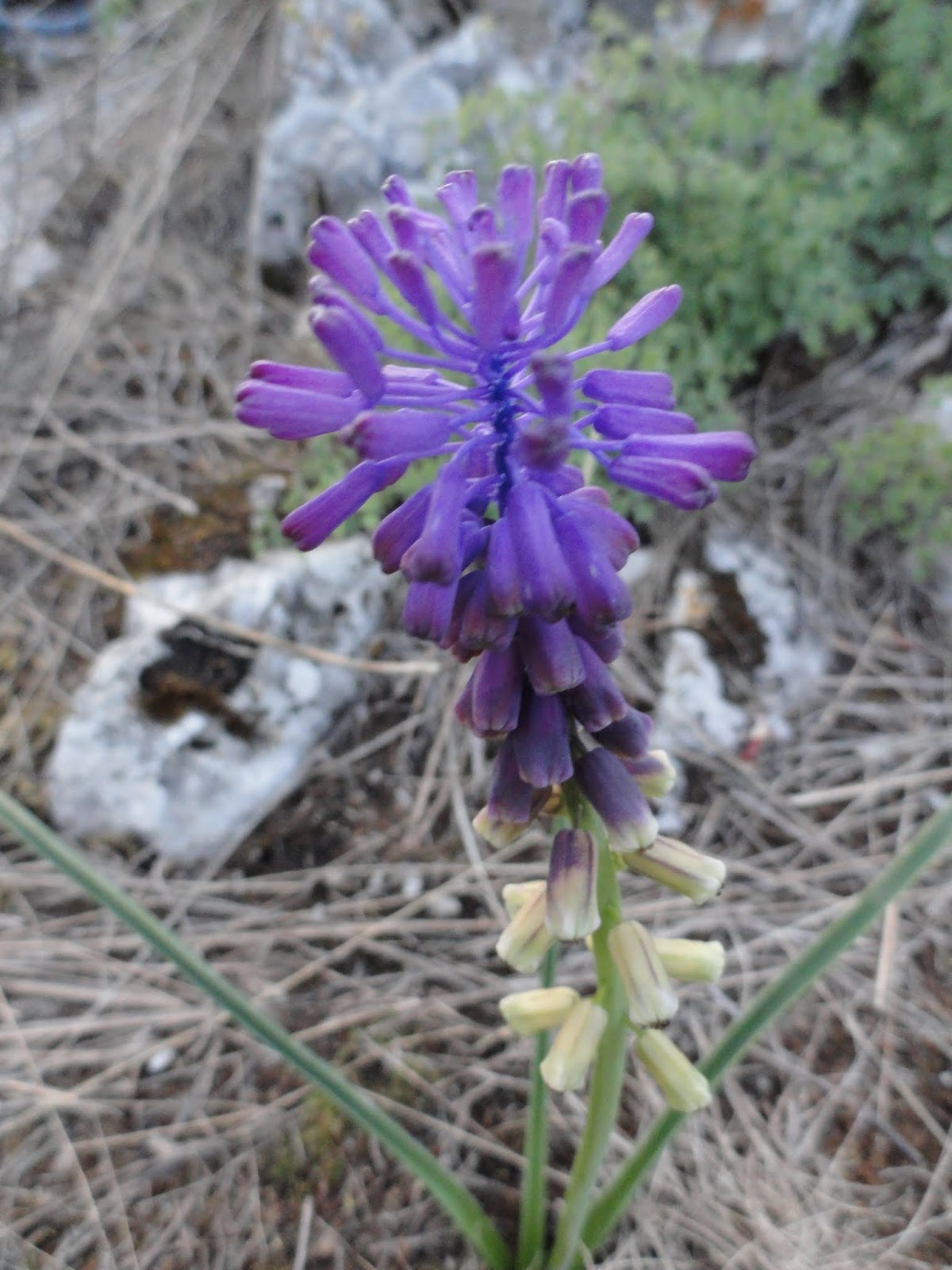 Frumusetile naturii: Ceapa salbatica (Muscari tenuiflorum)