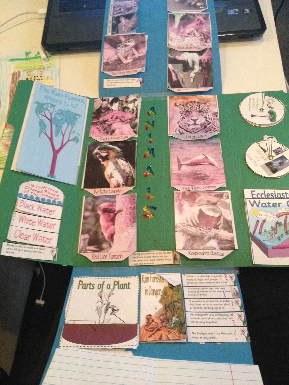 Learning In Grace: Rainforest Lapbook-Unit Study 5th Grade