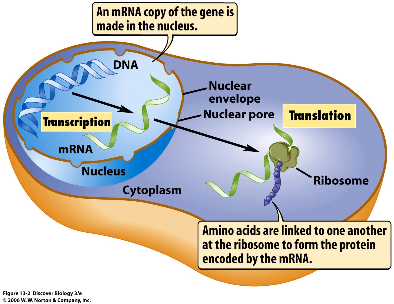Ms Mora s Biology Blog FROM DNA TO PROTEINS TRANSCRIPTION DE ADN A