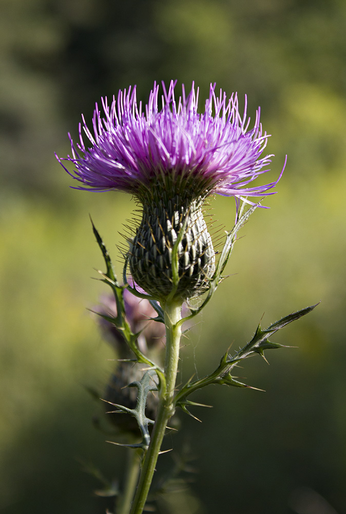 Rurification | Robin Edmundson: Field Thistle
