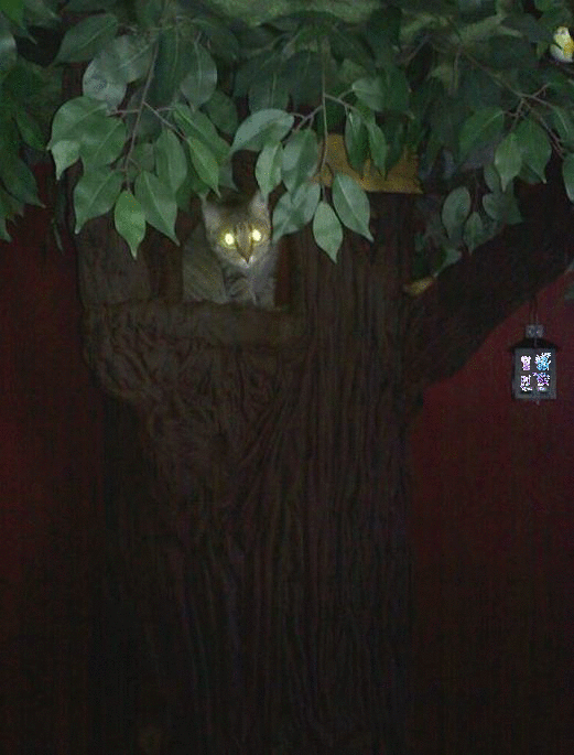 Fairy Tale Cat Trees: May 2017