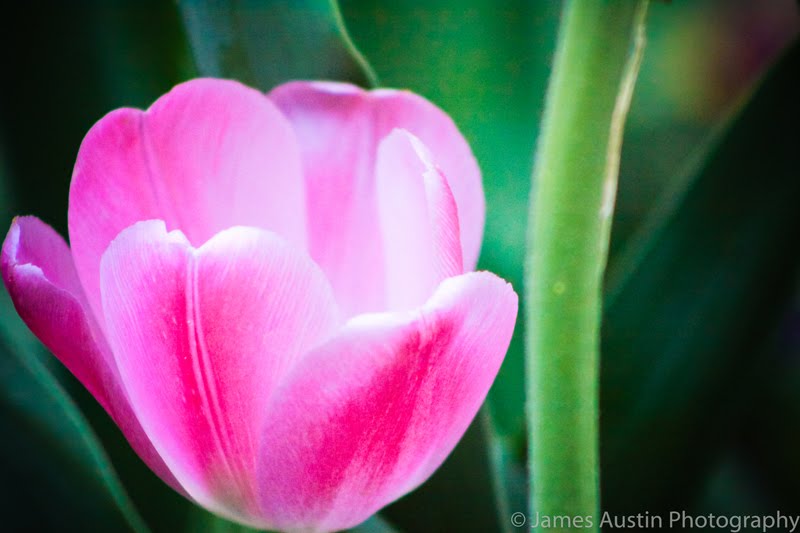 James Austin Photography