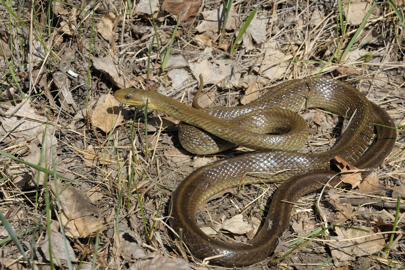 jardin de la sauvagine 2: Couleuvre Esculape du Valais (Suisse), vue ...