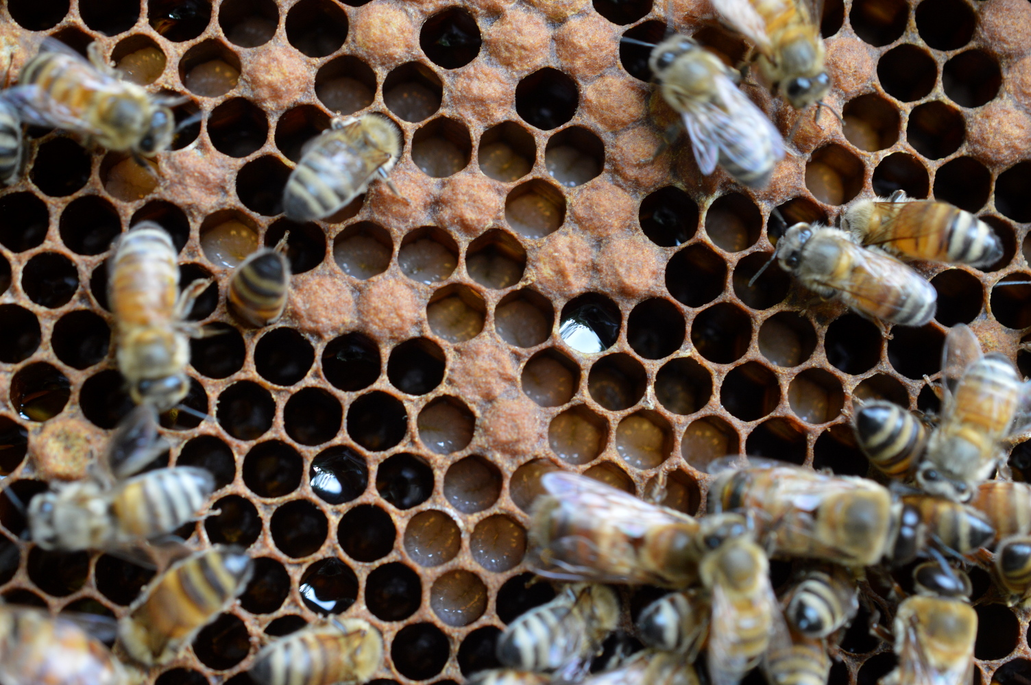 Reef Botanicals - Farm Fresh and Handcrafted Indulgences