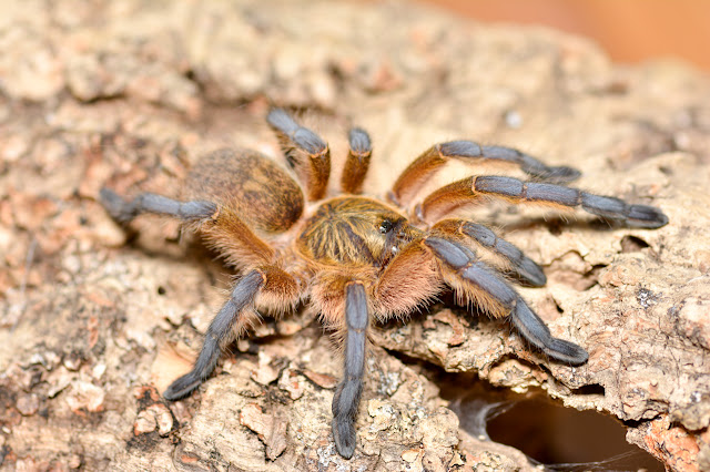 Kiss My Big Hairy Spider: #65 - PHOTOGRAPHY 101 - APERTURE
