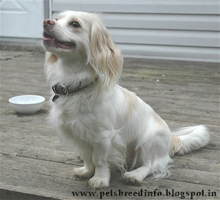 Tibalier Dog HD Wallpapers Free Download | All About Dogs