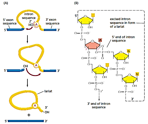 Education Site: Modifikasi Capping dan Splicing pada pre-mRNA ...