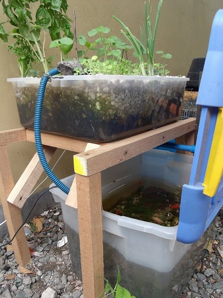 Aqualeafygreen: Starting a mini Aquaponic system at home